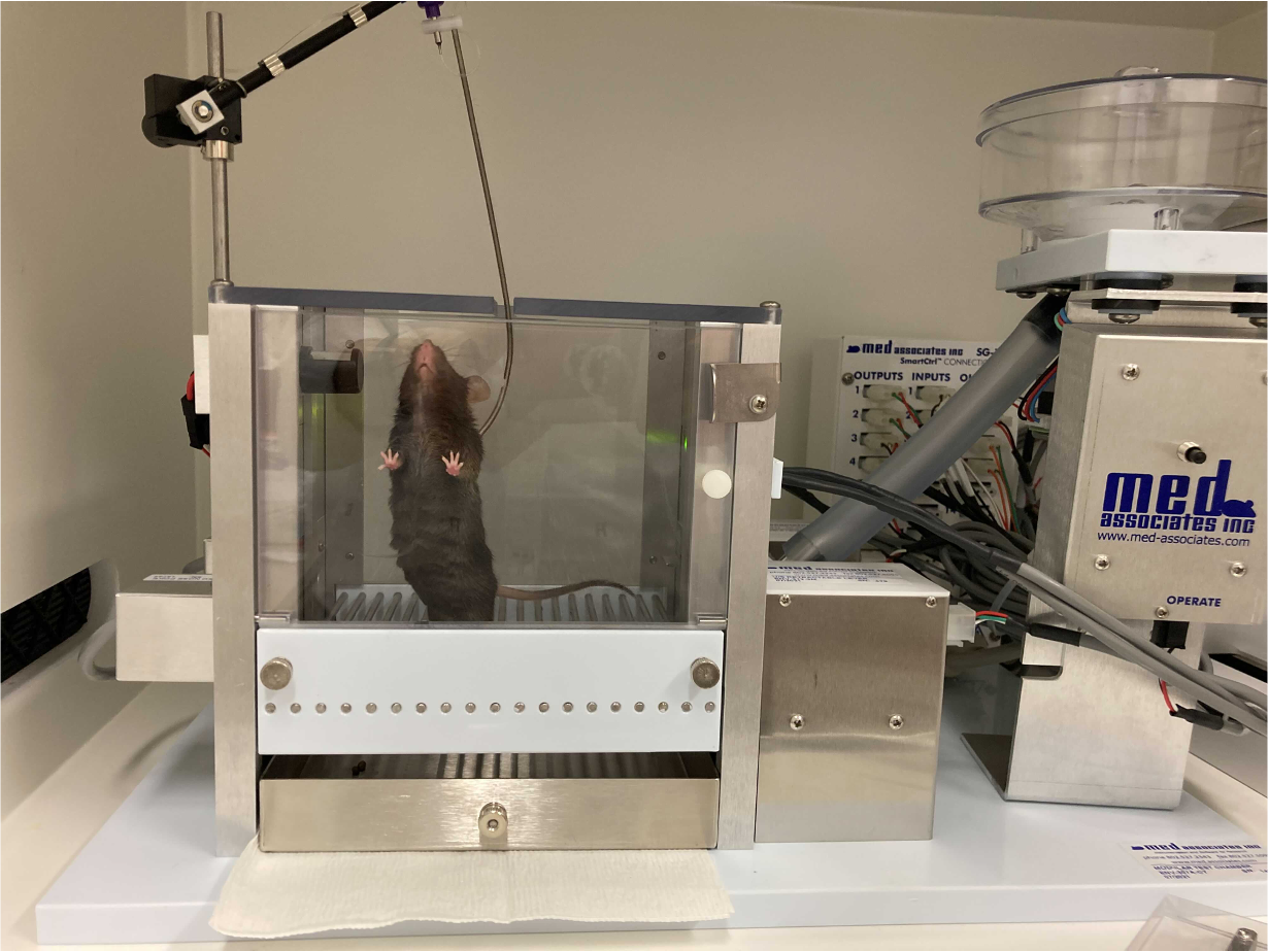Circuits of Addiction - The Wang Lab at MIT